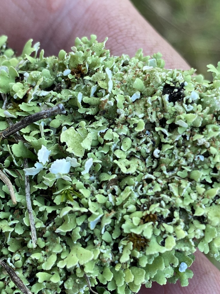 Peg Lichen from Wehle Land Conservation Center, Bullock County, AL, USA ...