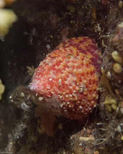 Hawaiian Top Snail (common Hawaiian intertidal/tidepool species ...