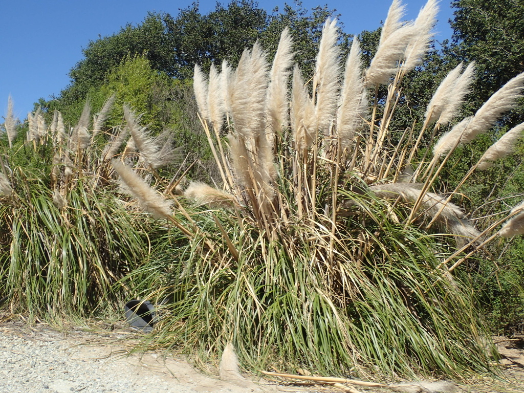 Pampas Grass from Royal Oaks, CA, US on March 22, 2022 at 01:24 PM by ...