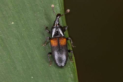 Cossonus nitidirostris · iNaturalist