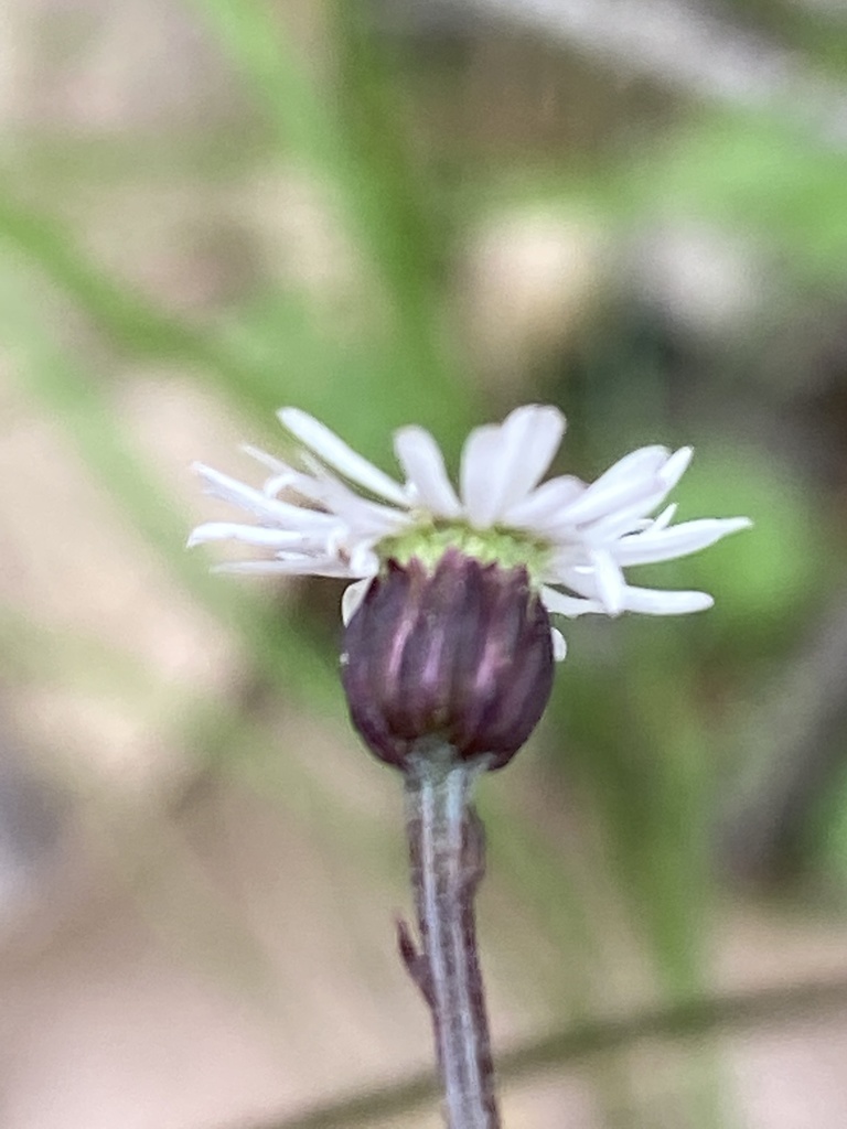 slender bottle-daisy (Lagenophora sublyrata) - Botanical Realm