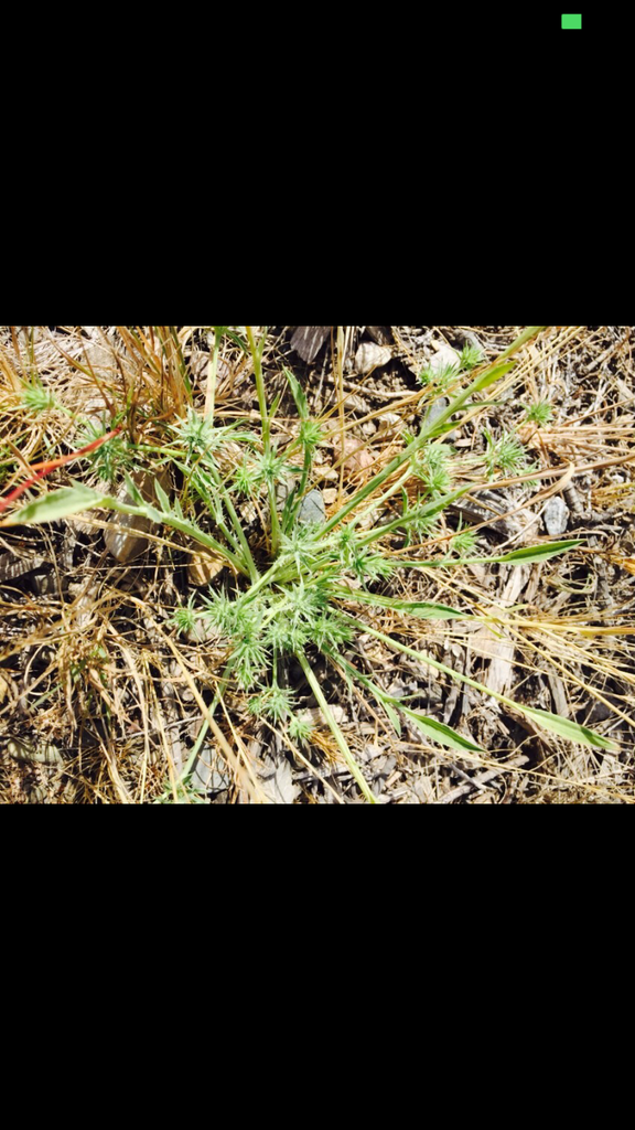 Coyote-thistle from Santa Barbara County, US-CA, US on May 09, 2015 by ...