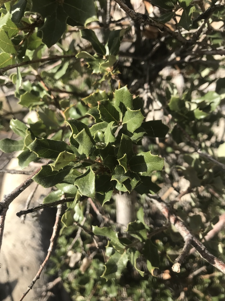 Muller's oak from Joshua Tree National Park, Riverside County, US-CA ...