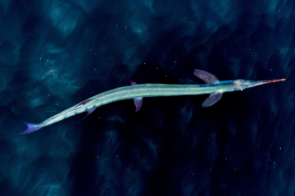 Flat Needlefish from AG7 on March 24, 2022 at 09:21 PM by Lawrence ...