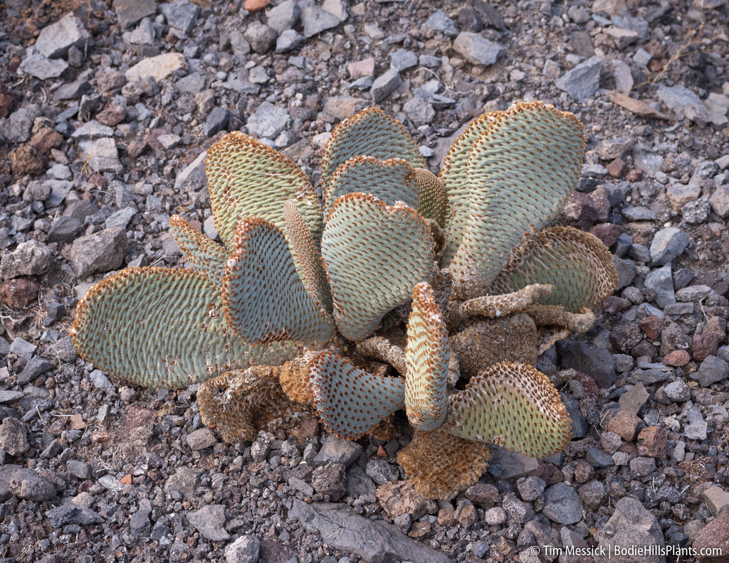 beavertail cactus from Death Valley National Park, Inyo, California ...