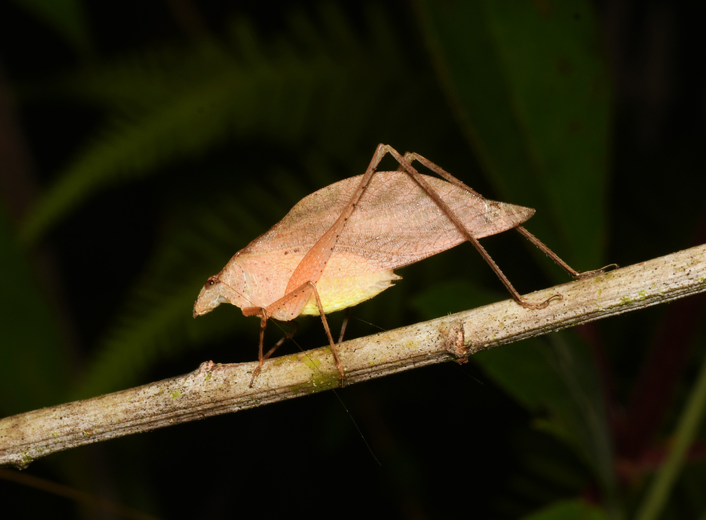 Orophus from Alajuela Province, San Carlos, Costa Rica on March 24 ...