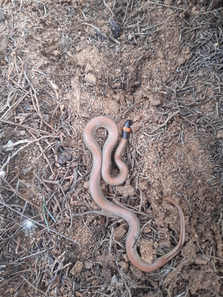 Red-naped Snake from The Pilliga NSW 2388, Australia on October 7, 2021 ...
