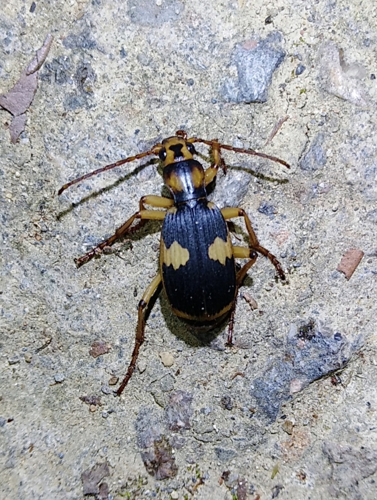 Pheropsophus javanus from 111台灣台北市士林區傳播大樓 on March 10, 2022 at 10:38 PM ...