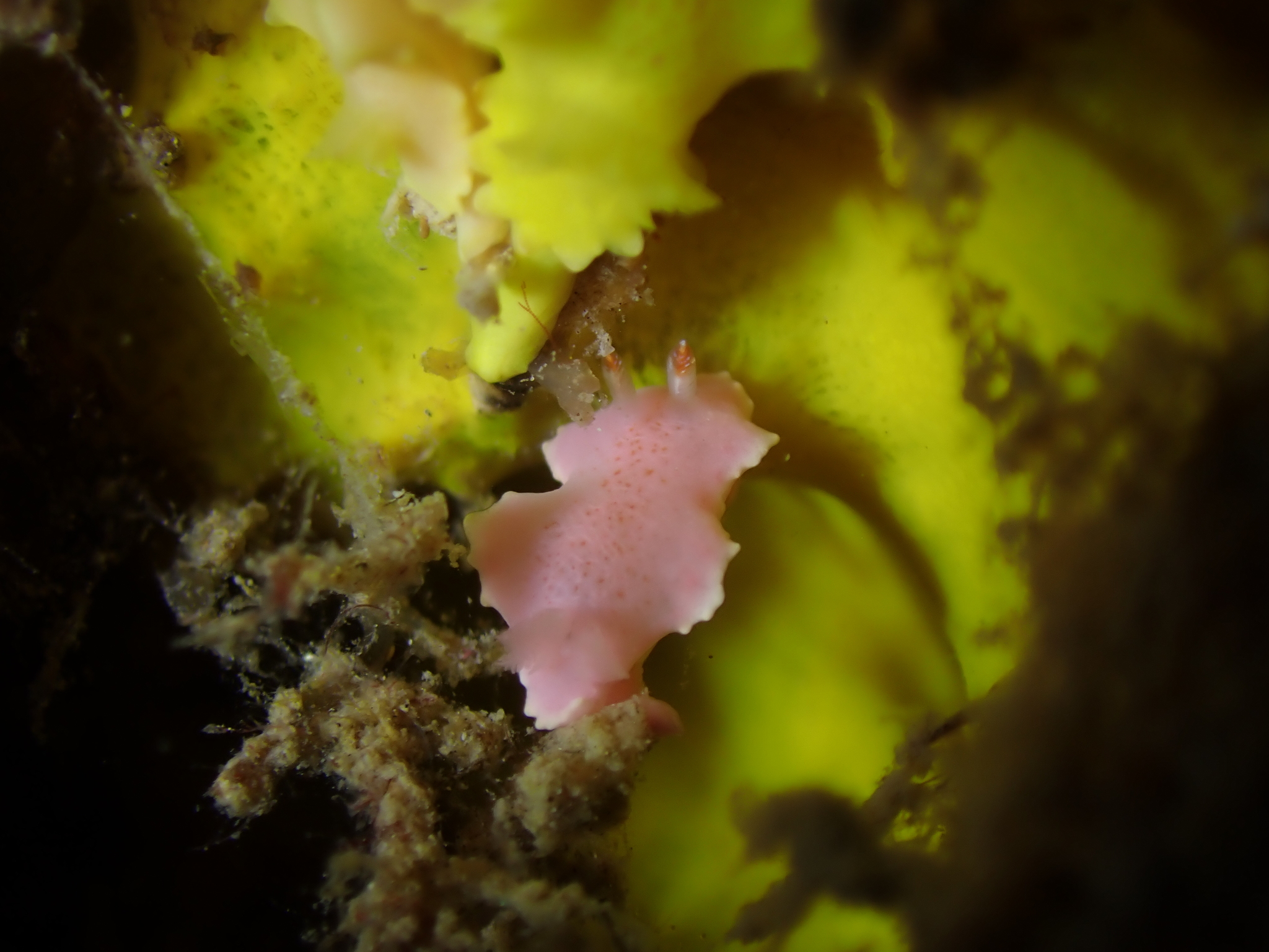 Verconia verconis (Basedow & Hedley, 1905)