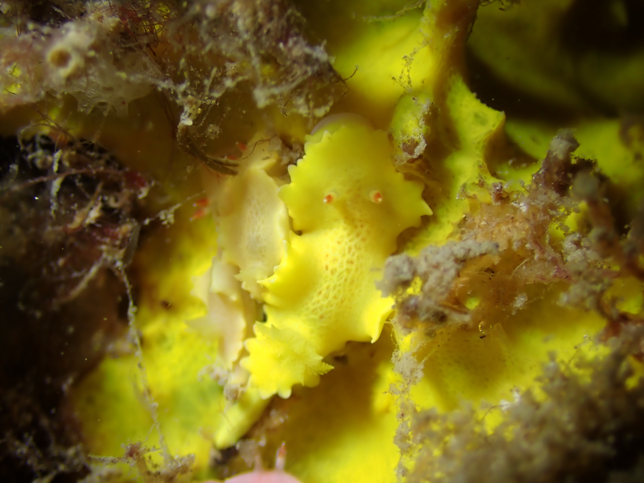 Verconia verconis (Basedow & Hedley, 1905)