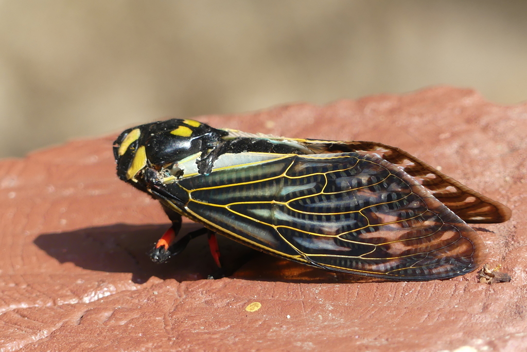 Distantalna splendida from RW8F+PJ9, Suthep, Mueang Chiang Mai District ...