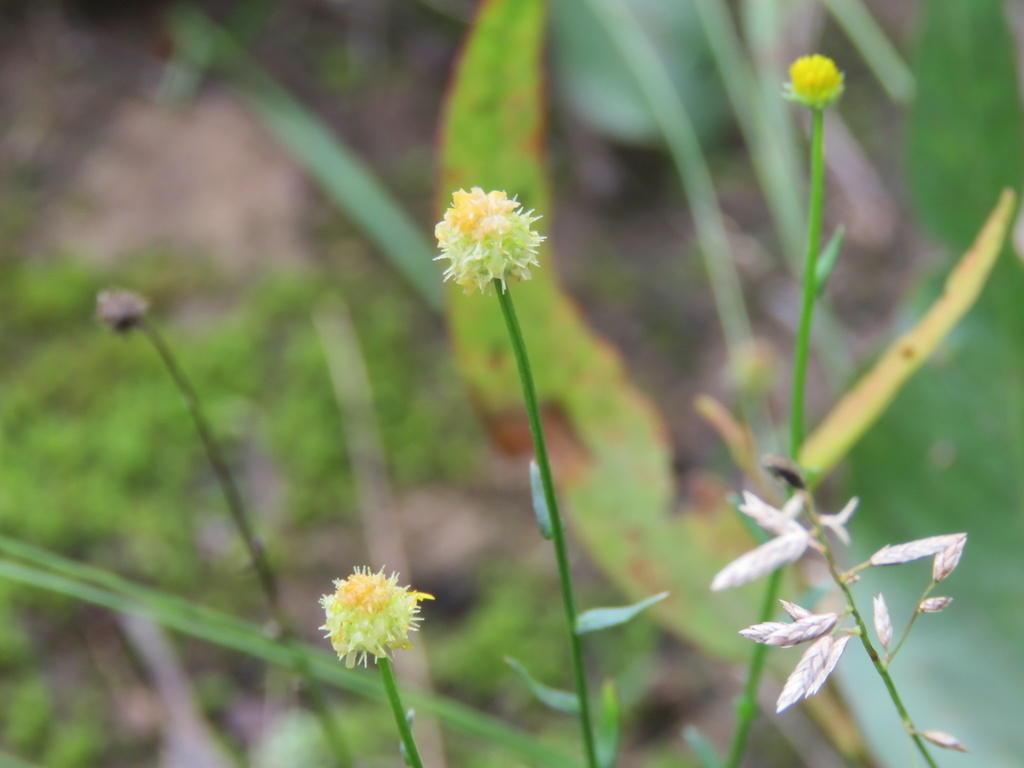 Bur Daisy from Scheyville National Park, Scheyville, NSW, AU on March ...