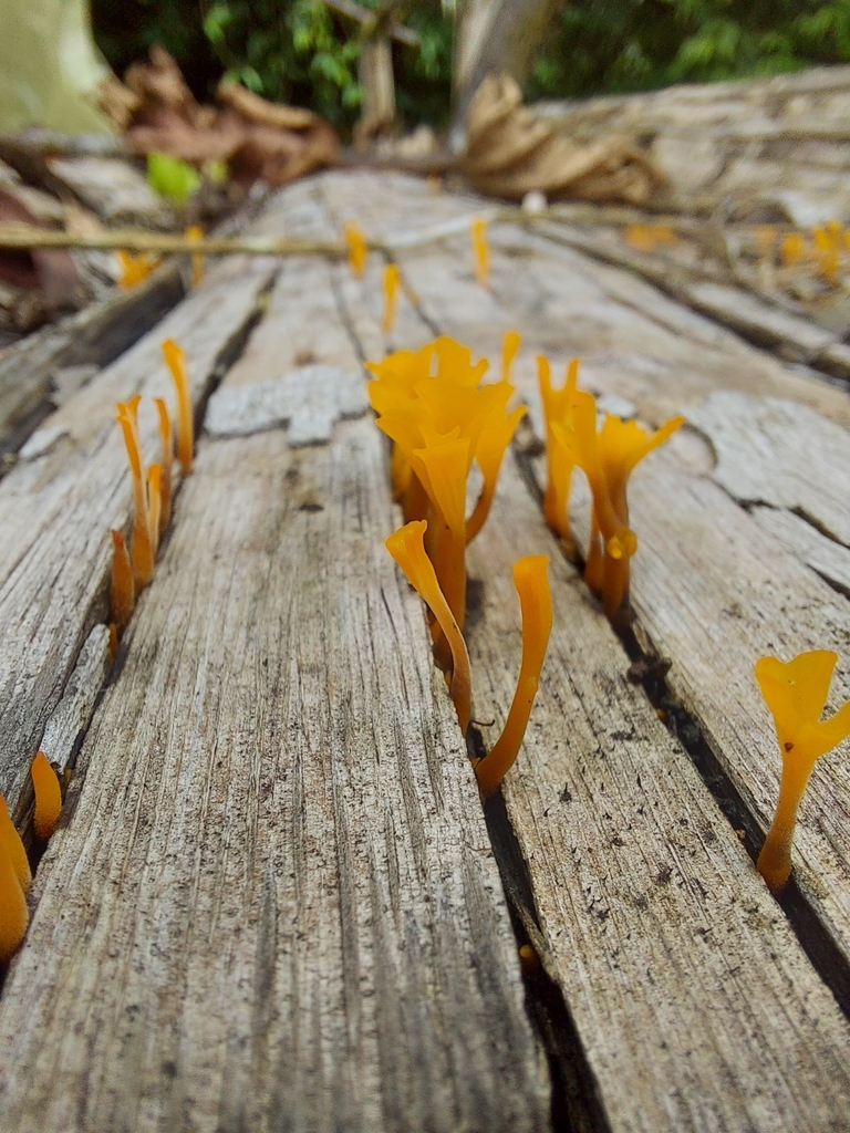 Fan-shaped Jelly Fungus from El Eden, Ecuador on March 23, 2022 at 12: ...