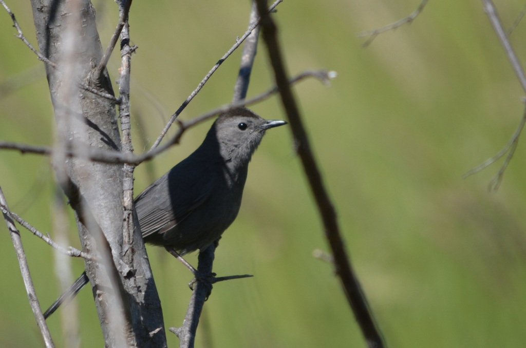 Gray Catbird from Okanagan-Similkameen, BC, Canada on June 23, 2017 at ...