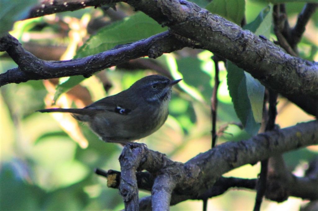 White-browed Scrubwren in March 2022 by philip-roetman · iNaturalist