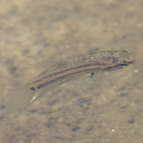Fierce Betta (Betta ferox) · iNaturalist