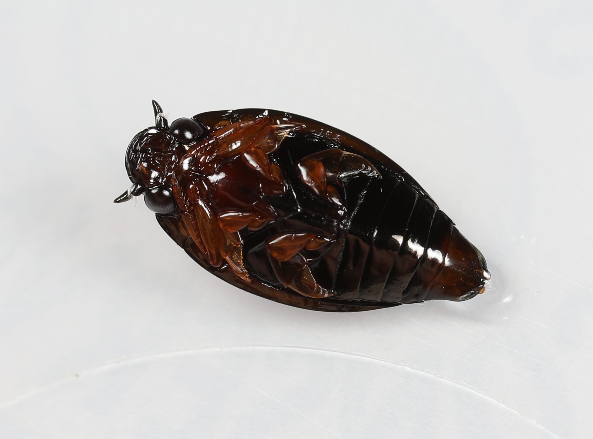 Gyrinus substriatus Stephens, 1829