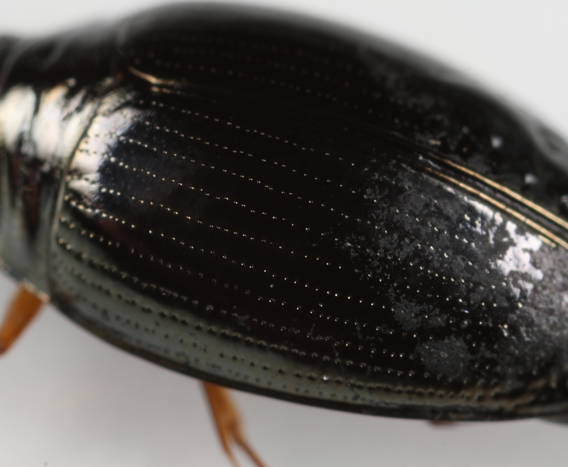 Gyrinus substriatus Stephens, 1829