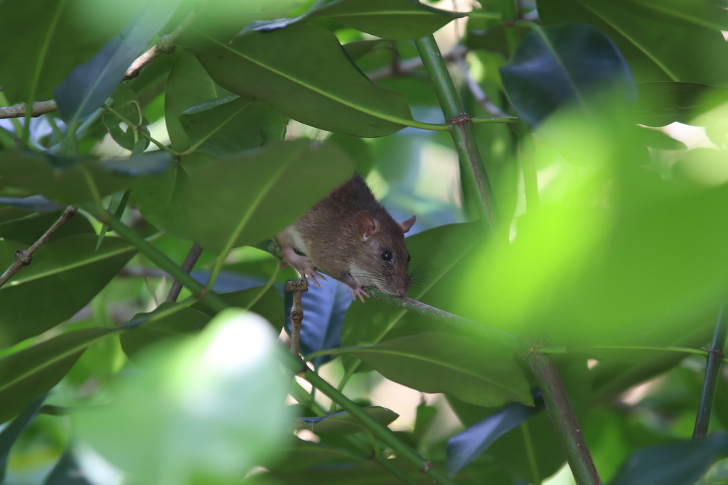 Old World Rats from Kota Kendari, ID-SG, ID on March 26, 2022 at 07:44 ...