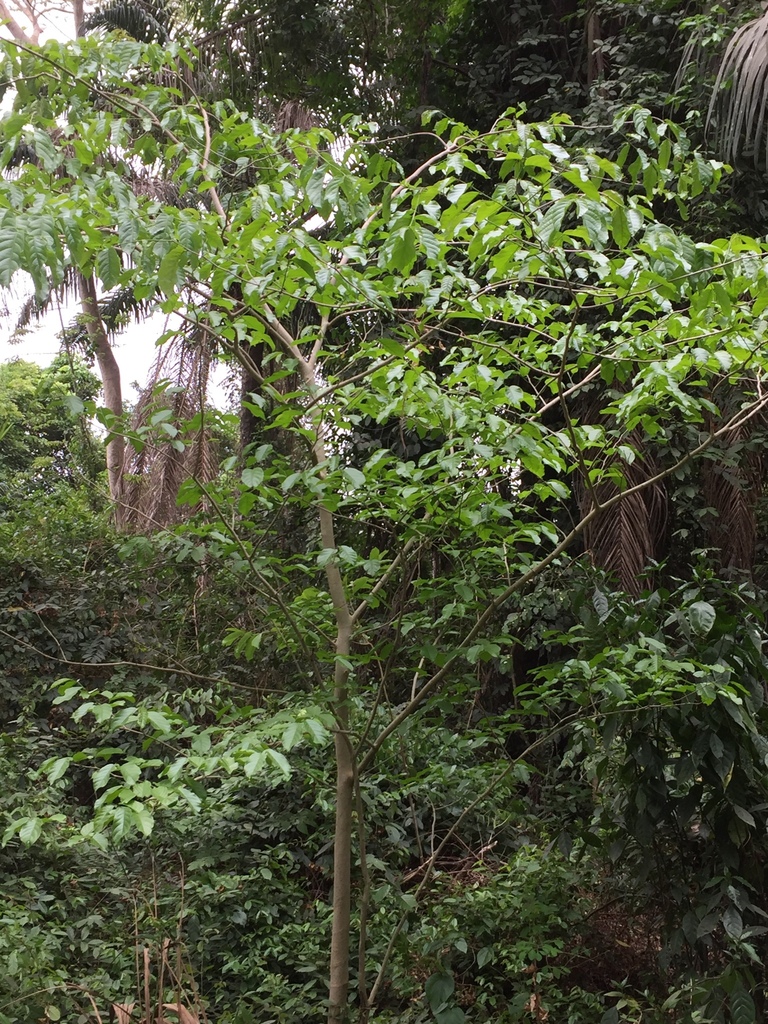 Holoptelea grandis from Abomey-Calavi, Atlantique, BJ on March 26, 2022 at 10:37 AM by ...