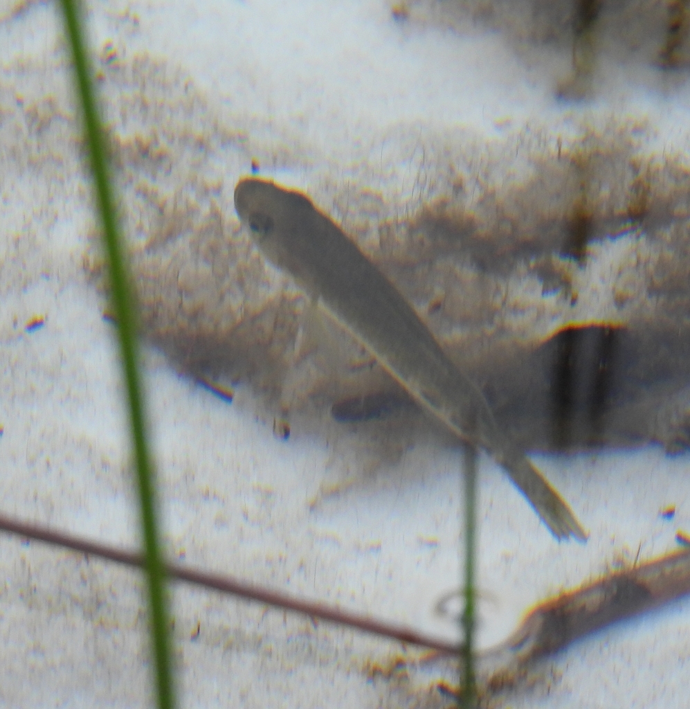 Carp Gudgeons from Lake Mckenzie (Boorangoora), Fraser Island (K'gari ...