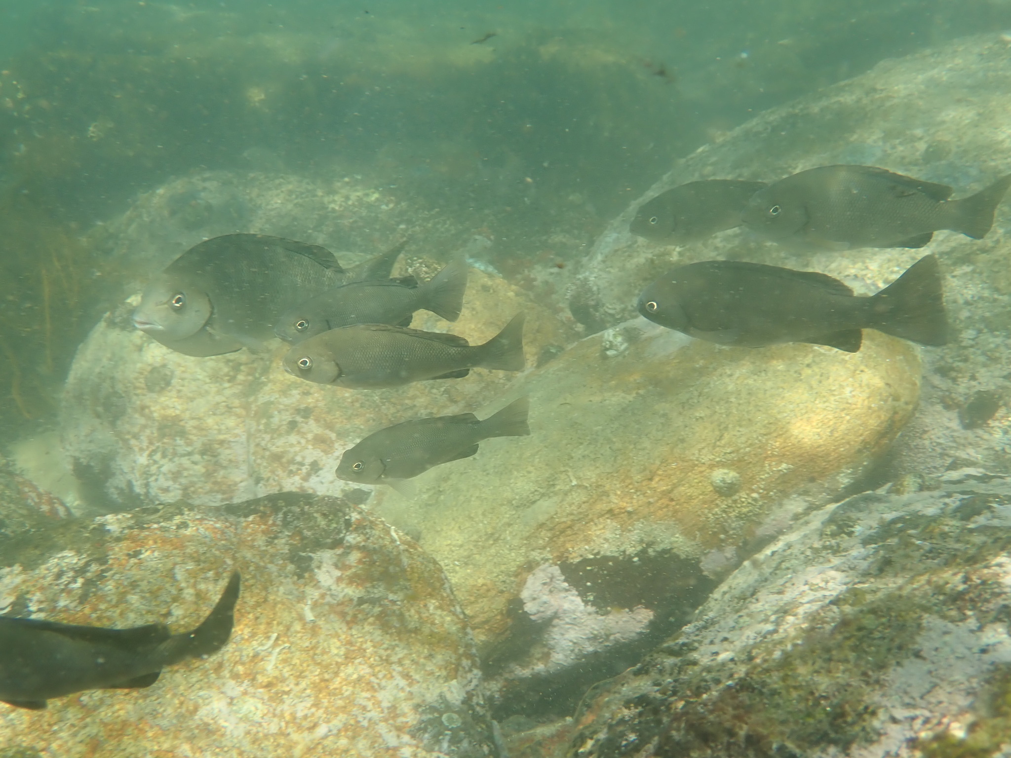 Girella elevata Macleay, 1881