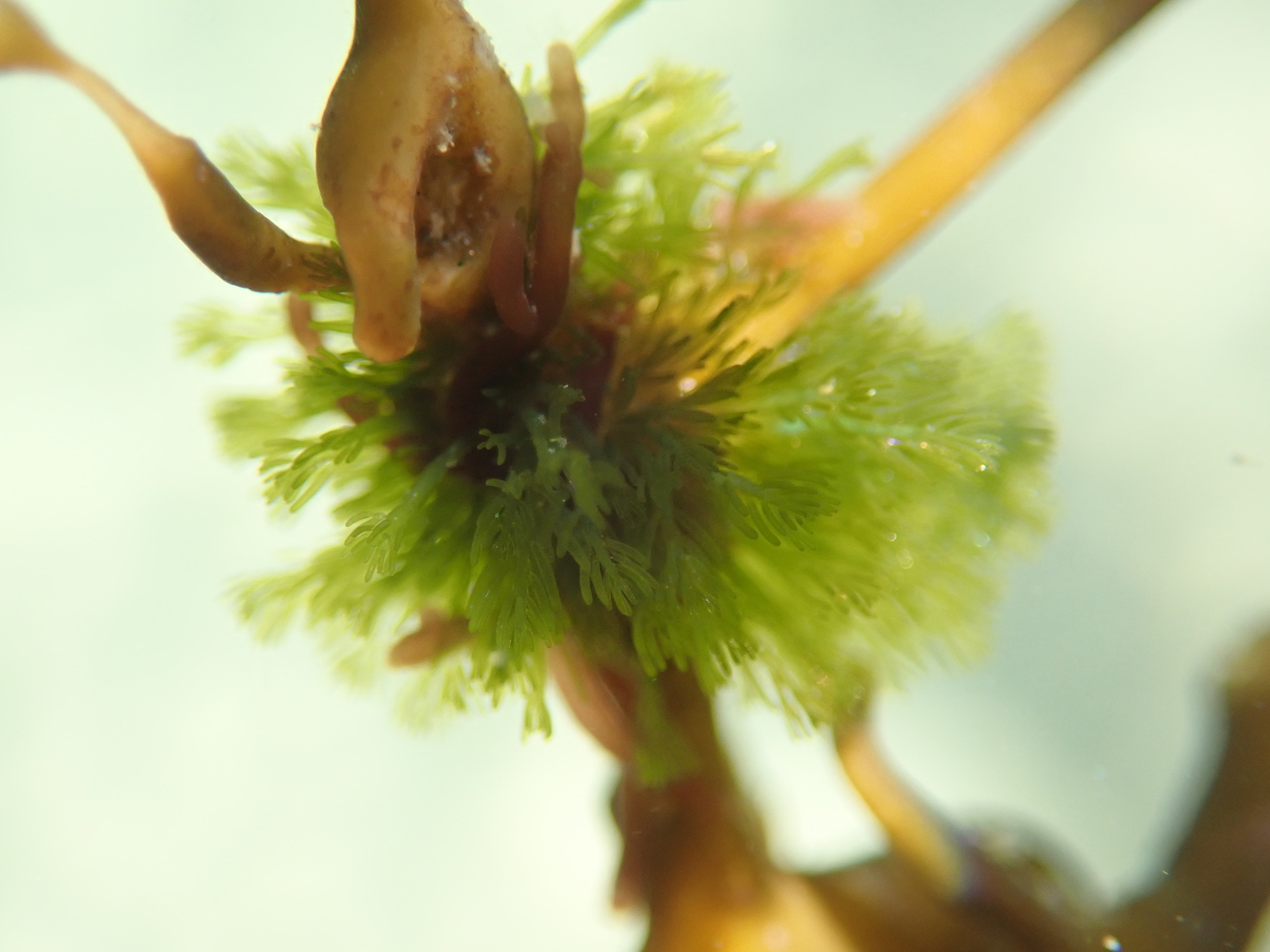 Siphonocladaceae