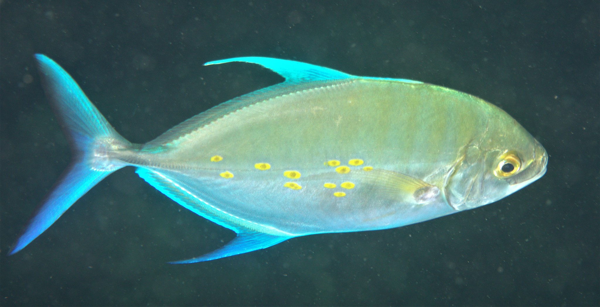 Carangoides orthogrammus (Jordan & Gilbert, 1882)