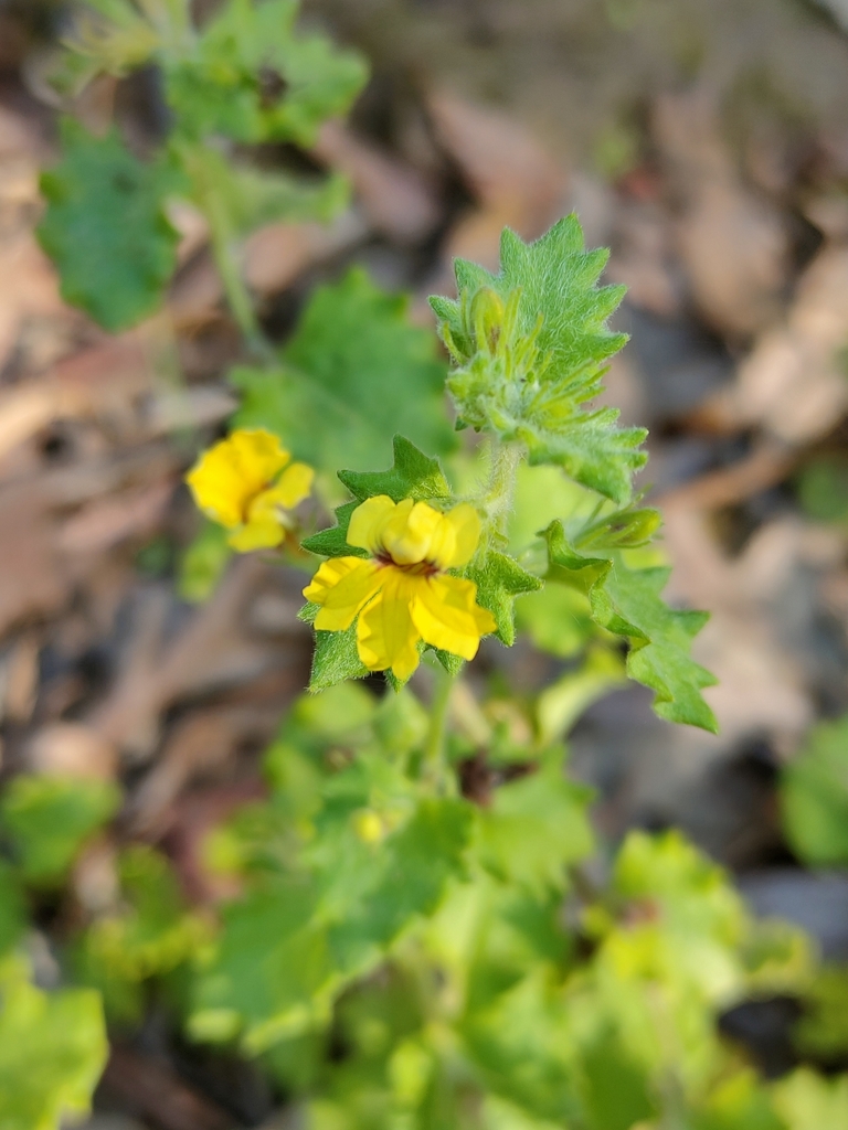 goodenias from Boompa QLD 4621, Australia on March 26, 2022 at 08:24 AM ...