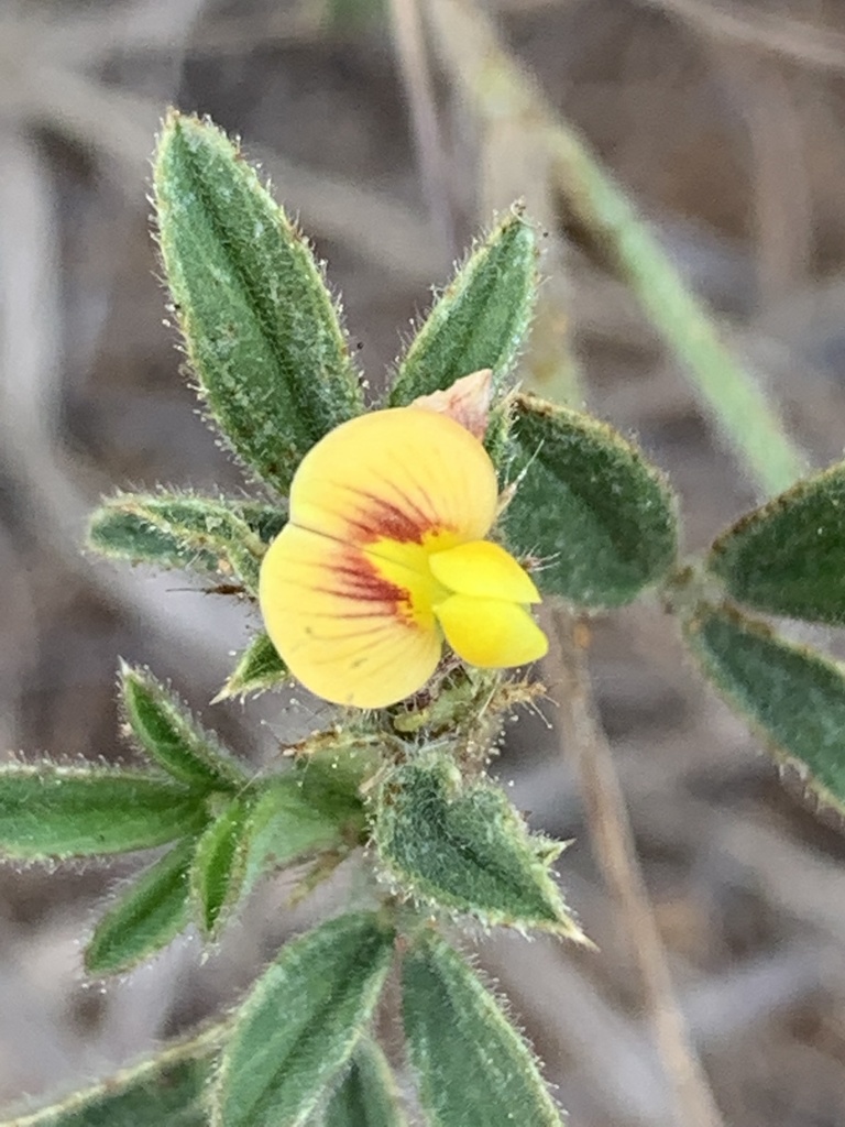 Wild Lucerne from NW, ZA on March 26, 2022 at 11:19 AM by athol ...