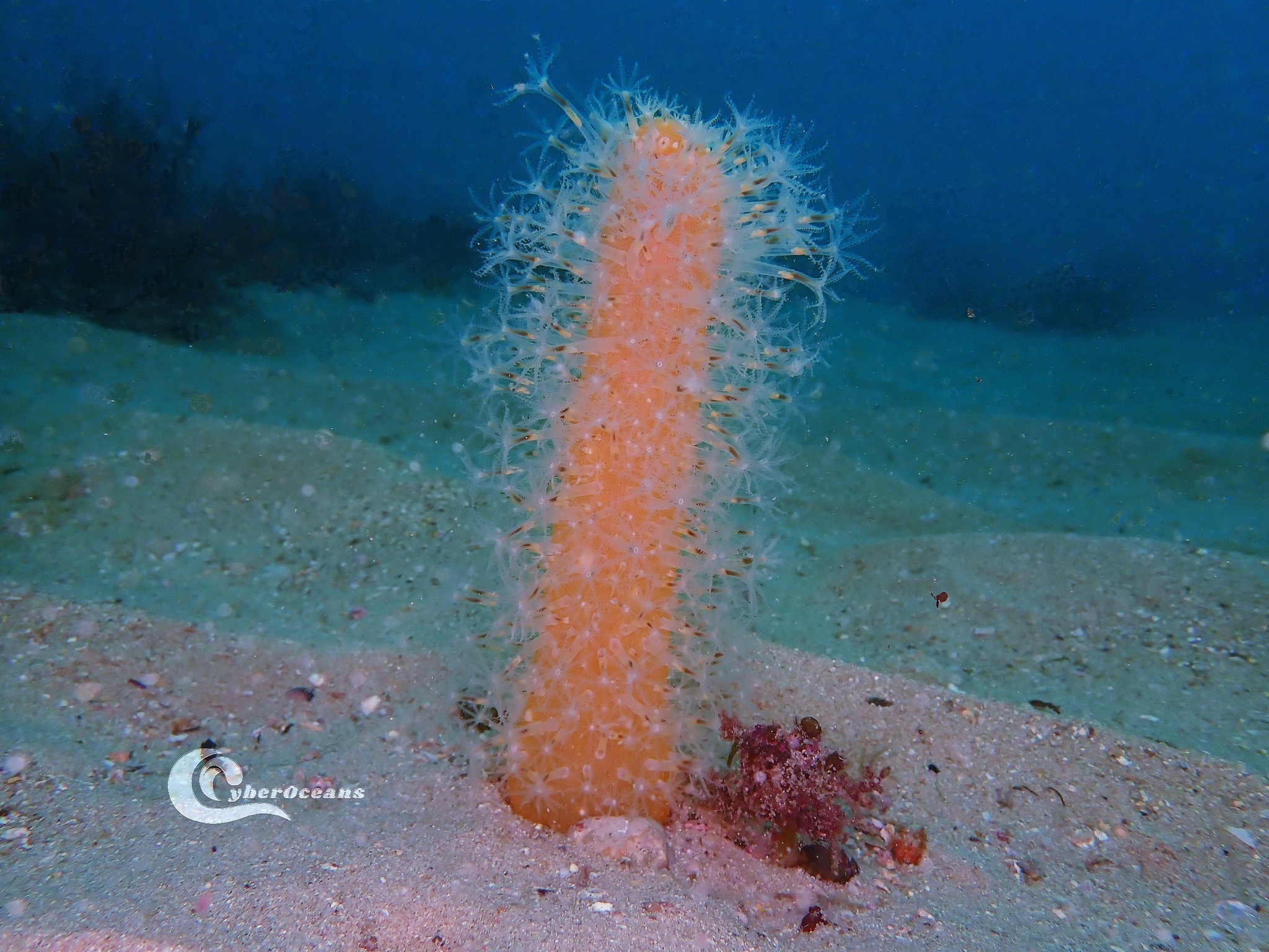 Veretillum cynomorium (Pallas, 1766)