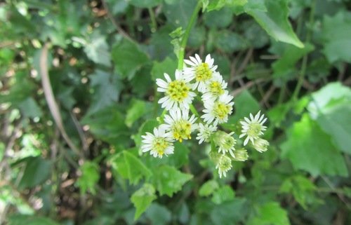 Genus Microglossa · iNaturalist