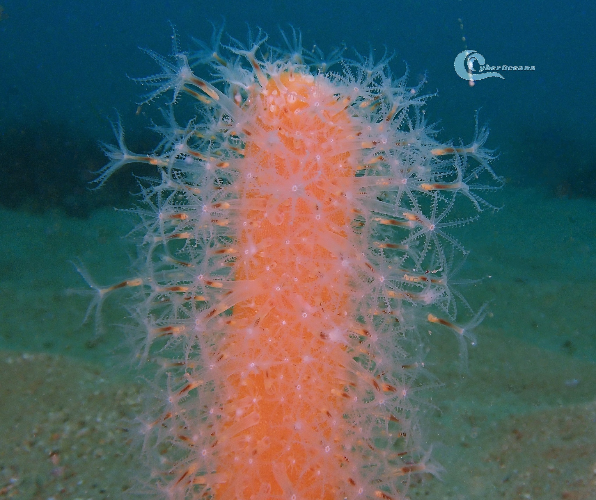 Veretillum cynomorium (Pallas, 1766)