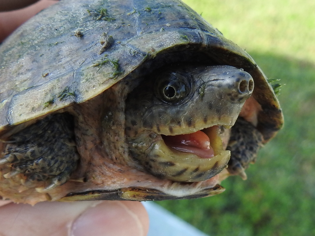 Razor-backed Musk Turtle from Fort Worth, TX, USA on May 23, 2018 at 08 ...