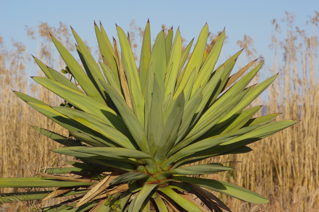 Spanish dagger from Aransas County, TX, USA on March 24, 2022 at 06:28 ...