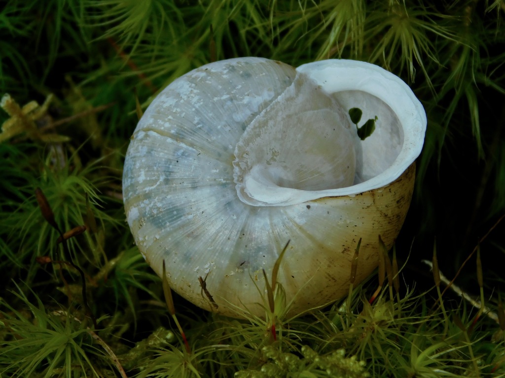 Grand Globe Snail from Macon County, NC, USA on March 25, 2022 at 09:08 ...