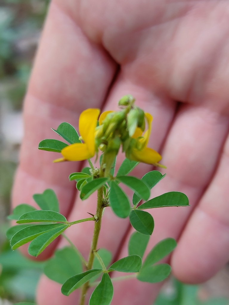 Crotalaria medicaginea var. neglecta (Kidston) · iNaturalist