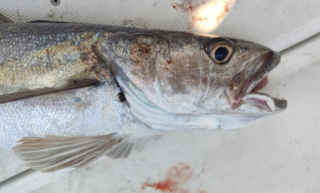 European Hake (Merluccius merluccius) - Marine Life Identification