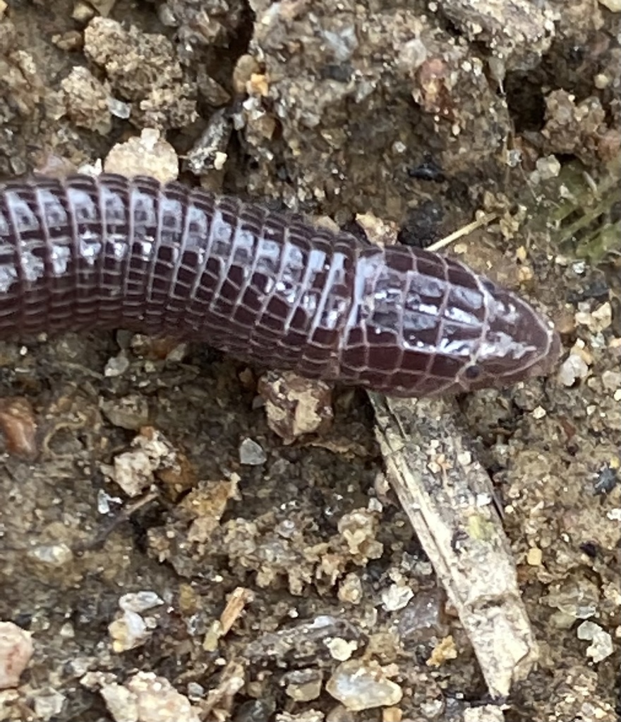 Southwest Iberian Worm Lizard from Rua Cel Joaquim Estrela Teriaga ...