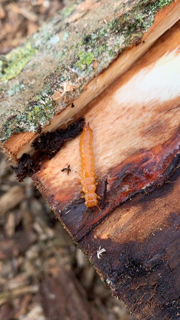 Fire-colored Beetles from Duisburg on January 01, 2022 at 02:51 PM by ...