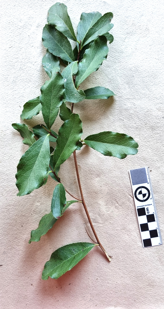 Blue Gwarrie from Olienbos, 2nd transect,t, South Africa on March 15 ...