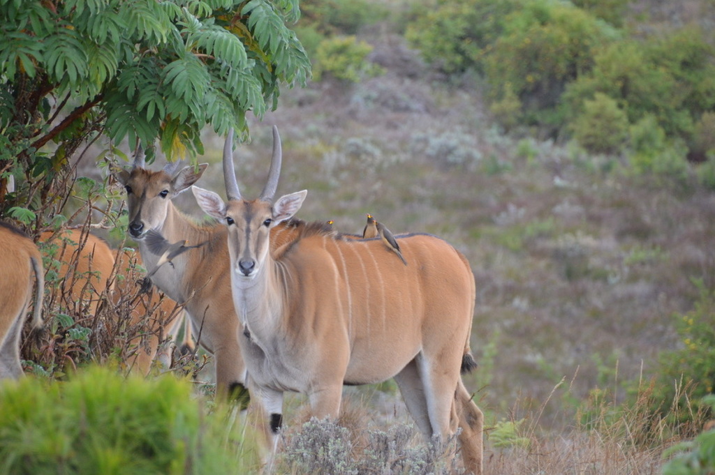 Striped Eland (Tragelaphus oryx livingstonii) - Know Your Mammals
