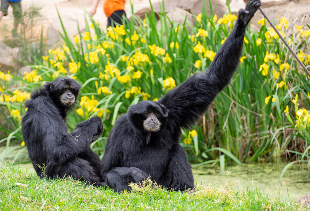 Siamang (Symphalangus syndactylus) - Know Your Mammals