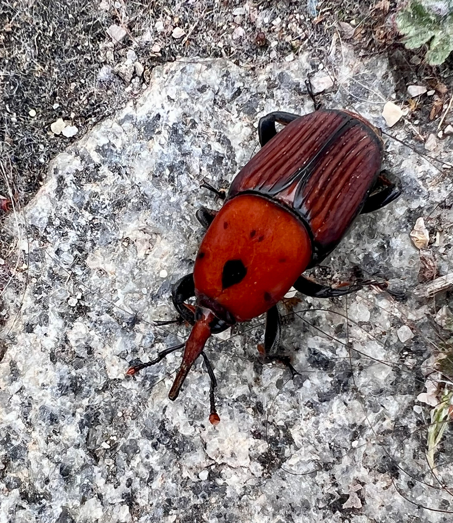 Red Palm Weevil from Setúbal on March 17, 2022 at 03:12 PM by Joanmatos ...