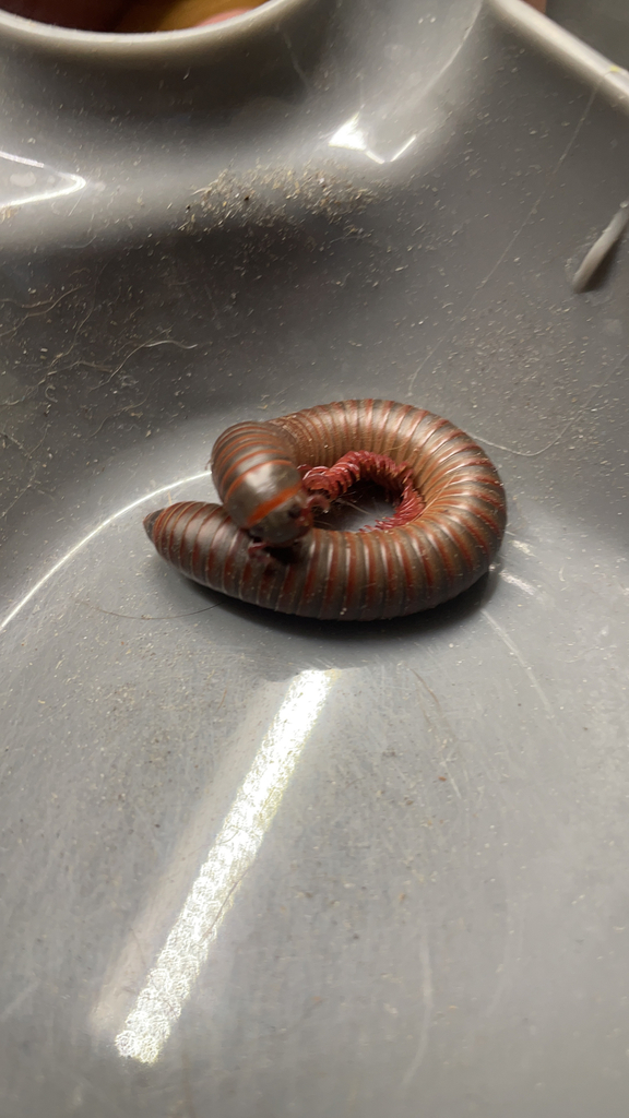 American Giant Millipede Complex from Riverview on March 24, 2022 at 01 ...