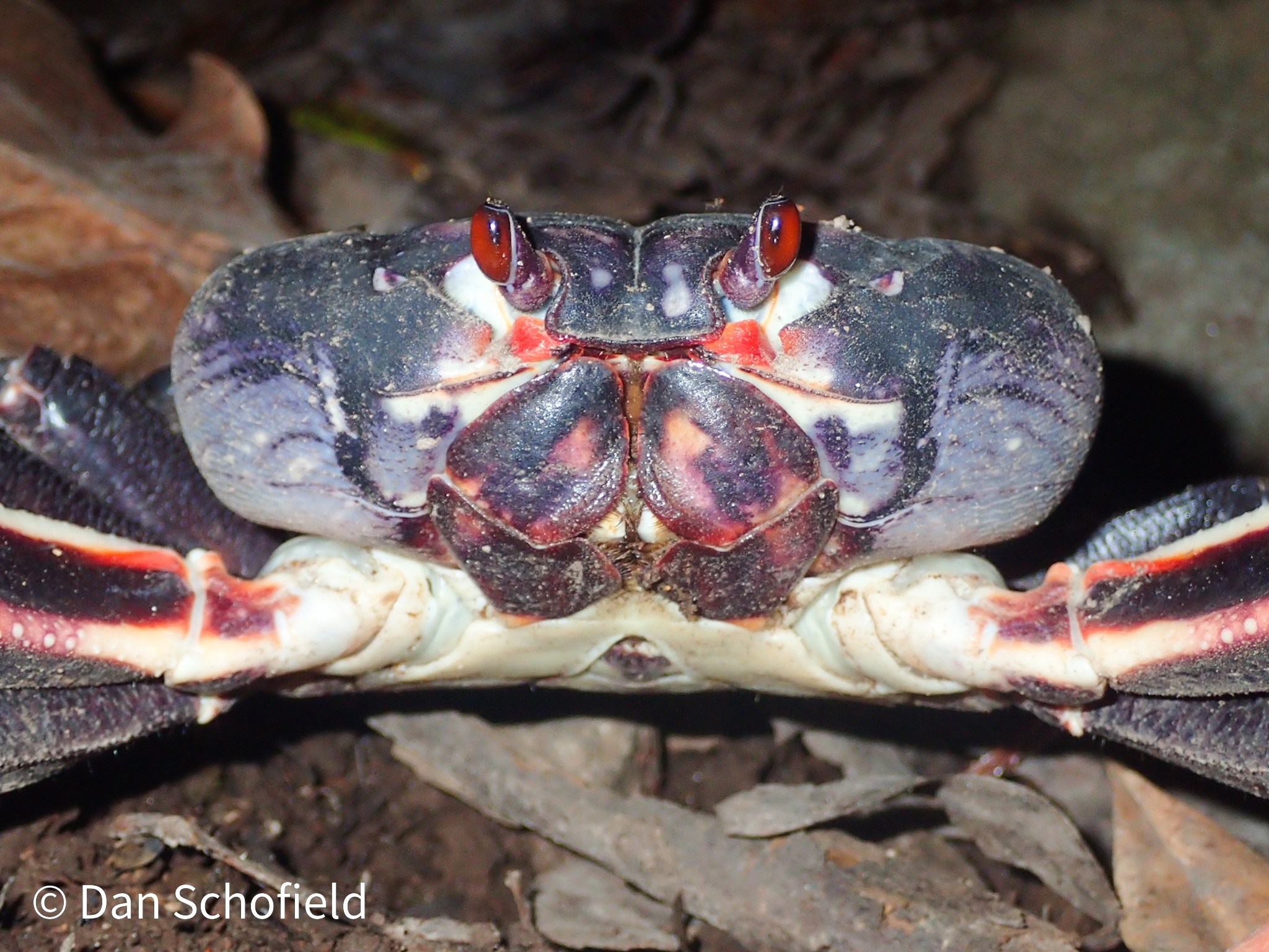 Gecarcinus ruricola (Linnaeus, 1758)