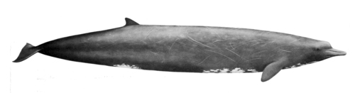 Arnoux's Beaked Whale (Berardius arnuxii) · iNaturalist