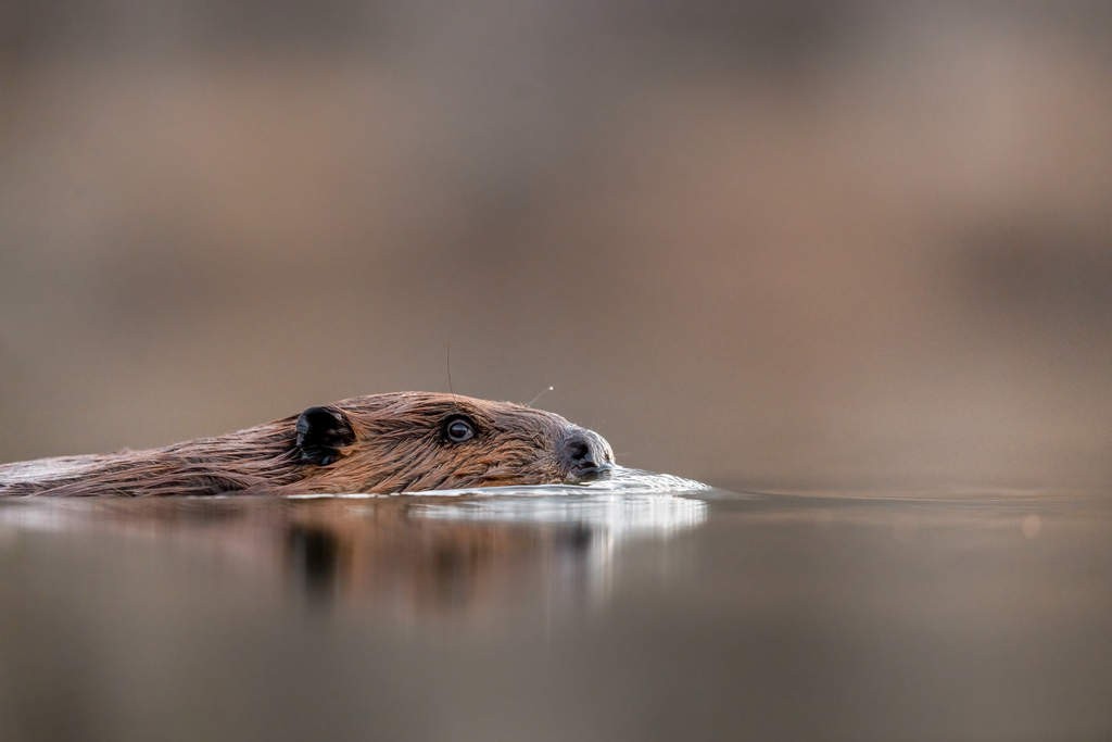 Beavers (Castoridae) - Know Your Mammals