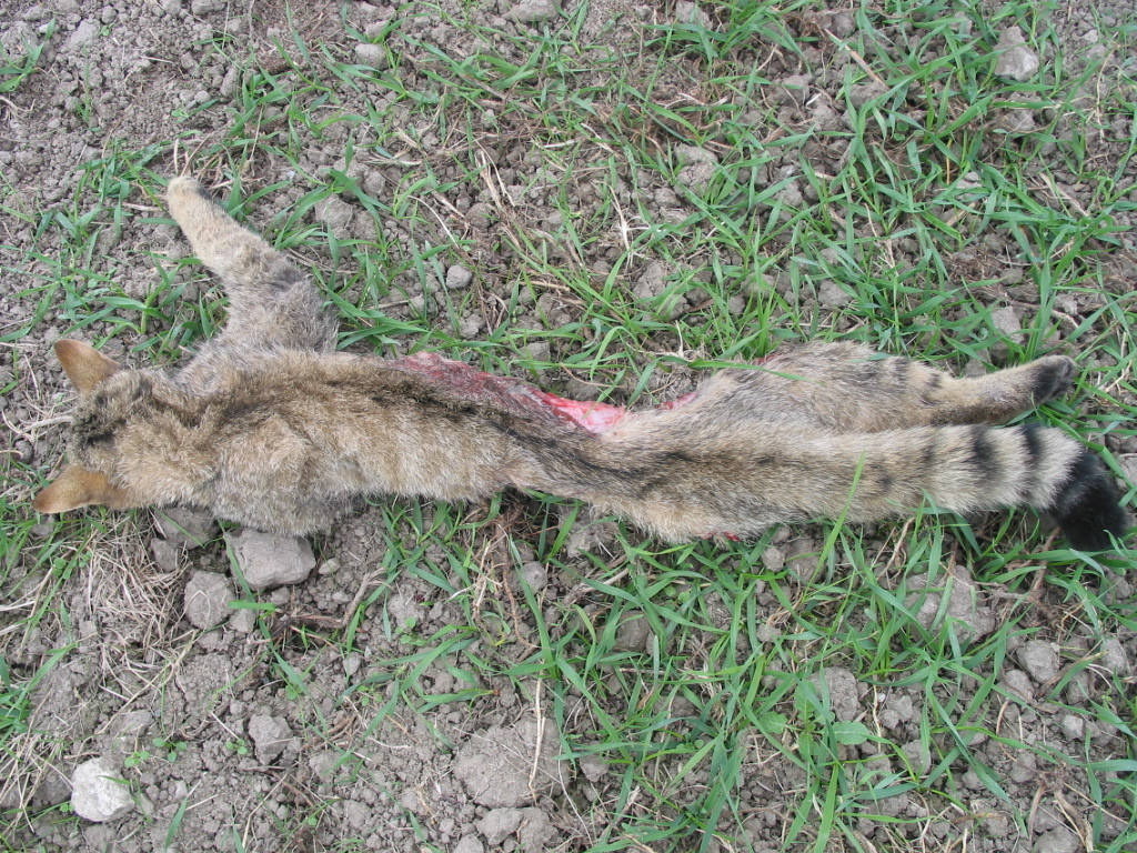 European Wildcat (Felis silvestris silvestris) - Know Your Mammals