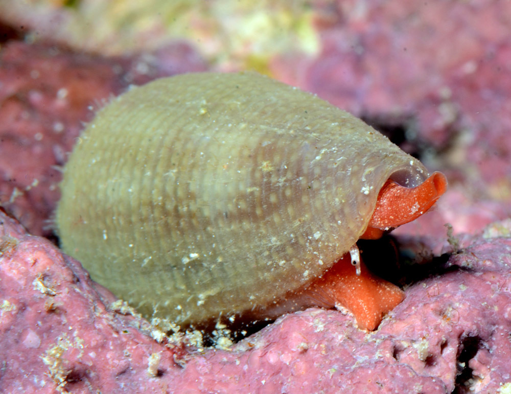Conus glans Hwass, 1792